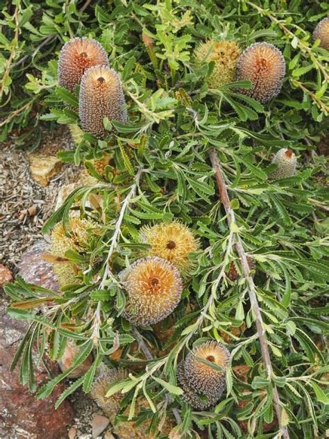 Banksia ‘ Pygmy Posuum Neth Plant