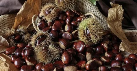 Chest Nuts Overview Benefits Usage Conservation Foodieleaks
