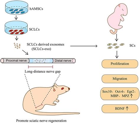 Neural Grafts Containing Exosomes Derived From Schwann Cell Like Cells Promote Peripheral Nerve