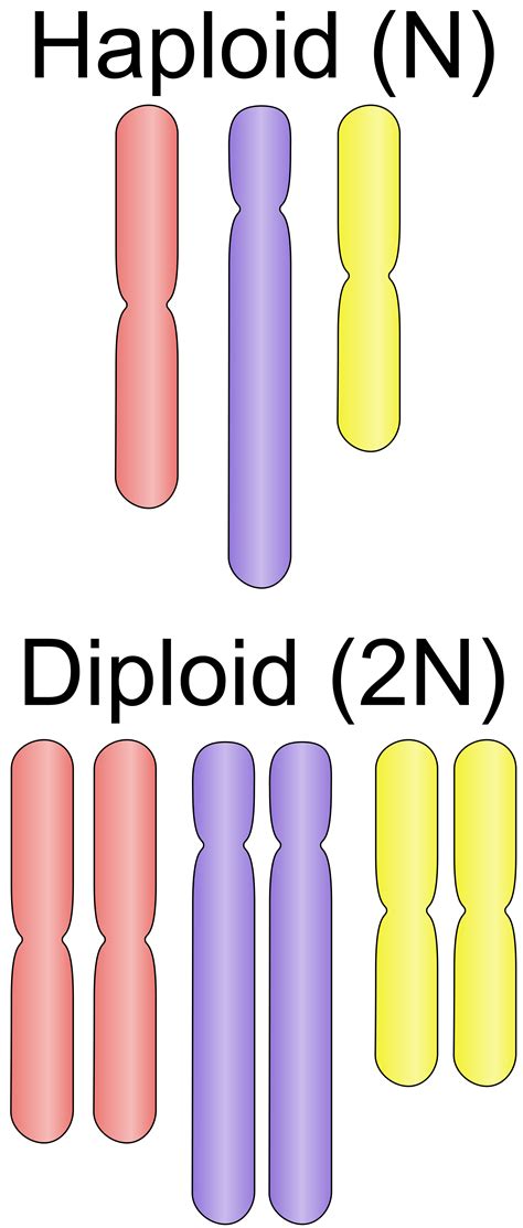 Haploid Number Of Chromosomes Name At Yolanda Tew Blog