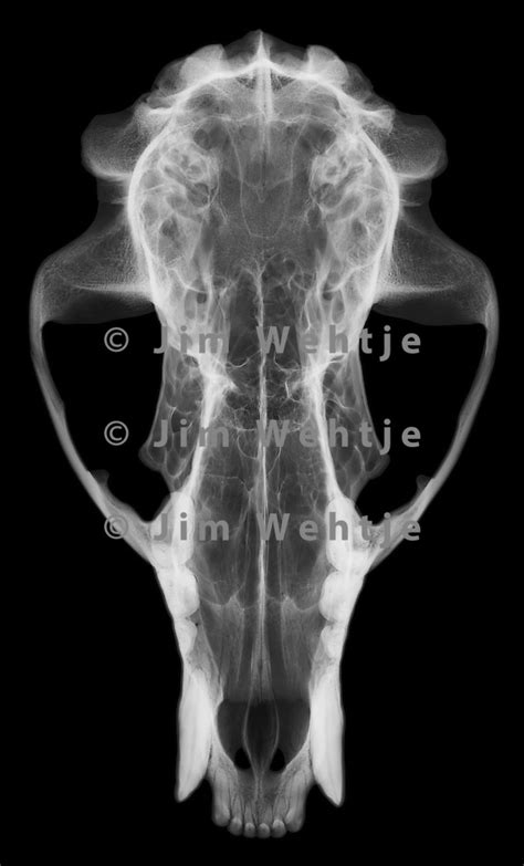 Bear X Ray