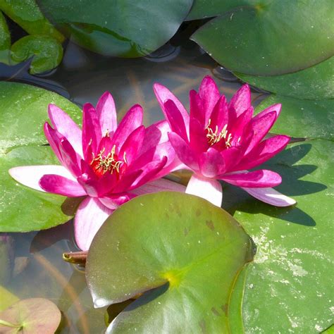 Nymphaea Xiafei Aquatic Pond Plant Water Lily Topplantsbase
