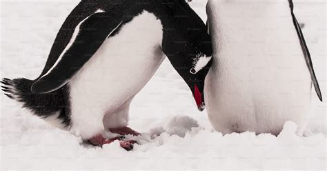 남극 대륙의 두 젠투 펭귄 사진 Unsplash의 새 이미지