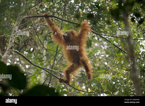 Tapanuli Orangutan Pongo Tapanuliensis Beti Juvenile Female