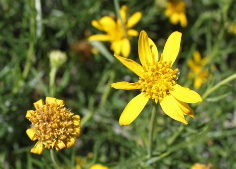 Ericameria Linearifolia Calflora