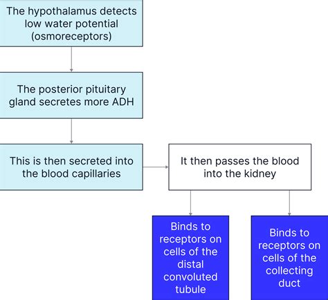 Osmoregulation And Adh Aqa A Level Biology