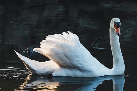 Swan Wallpaper Photos Download The Best Free Swan Wallpaper Stock