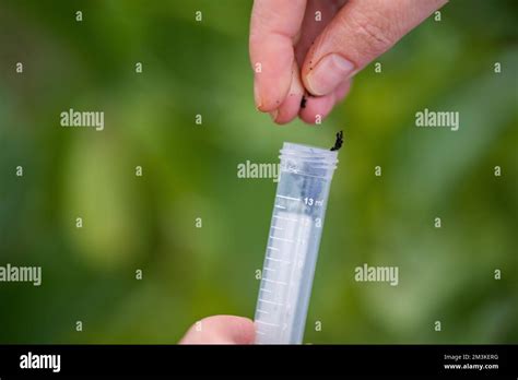 Woman Scientist Taking Soil Samples And Plant Samples From A Field In