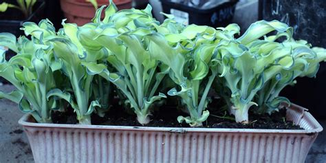 Hosta Gravity Rocks