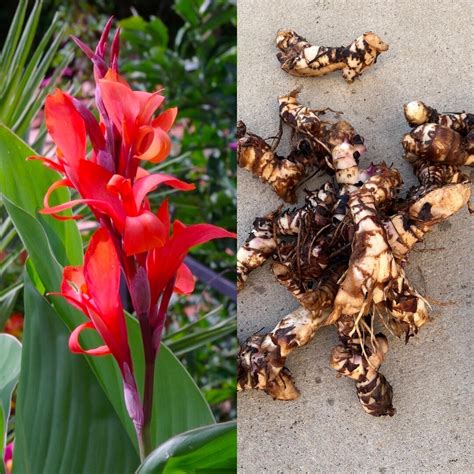 Red Kanna Black Knight Bulbs Canna Indica Canna Black Knight Ready