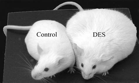 Environmental Estrogens And Obesity