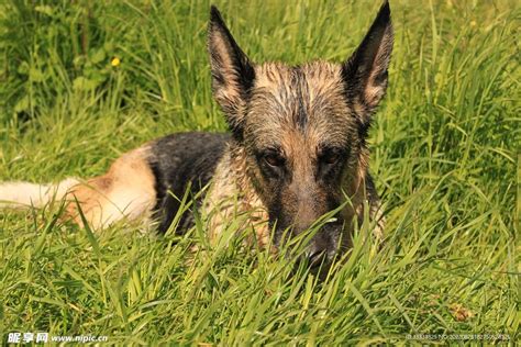 德国牧羊犬摄影图家禽家畜生物世界摄影图库昵图网