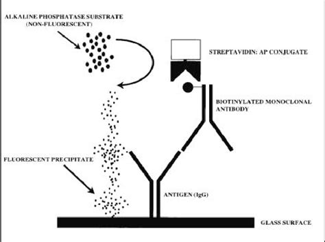 figure 1 from high throughput microarray based enzyme linked