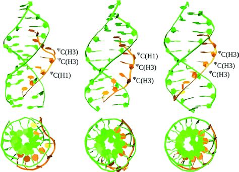 Classical Md Simulations Of Triplexes Tt Ψ C Ψ C Ψ Ctt Tautomer
