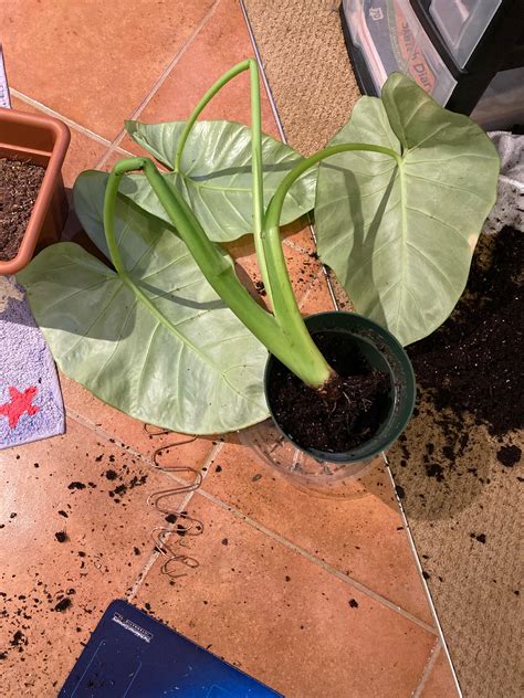 Plant Emergency My Elephant Ear Alocasia Fell And All The Stems Are