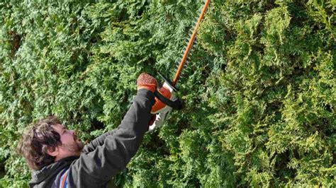How To Plant Grow And Care For Arborvitae Trees Properly