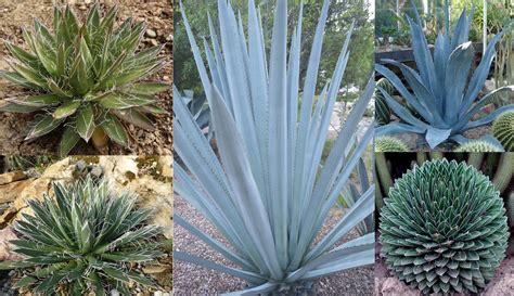 12 Popular Agave Species And Varieties
