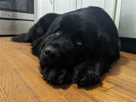 Im So Cute Can We Has Another Kitty Rnewfoundlander