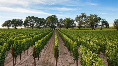 Mark Aubert Applies Bordeaux Techniques To Sonoma Coast Pinot Noir