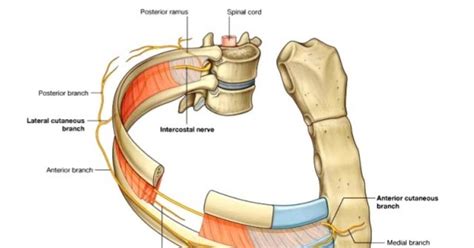 Intercostal Neuralgia How To Diagnose Intercostal Neuralgia Hpjdfi