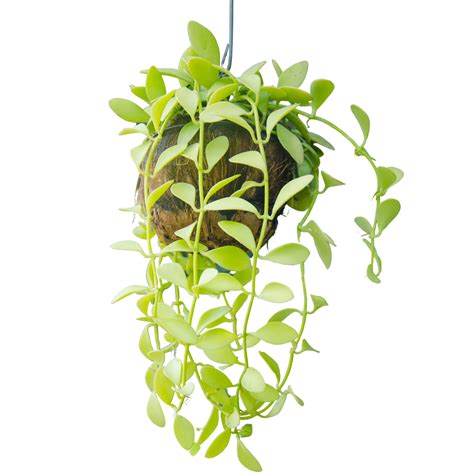 Cây Lan Đô La Garden And Green