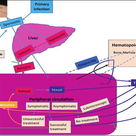 Pattern Of Malaria Recurrence Spots To Intervene And Its Prevention Download Scientific