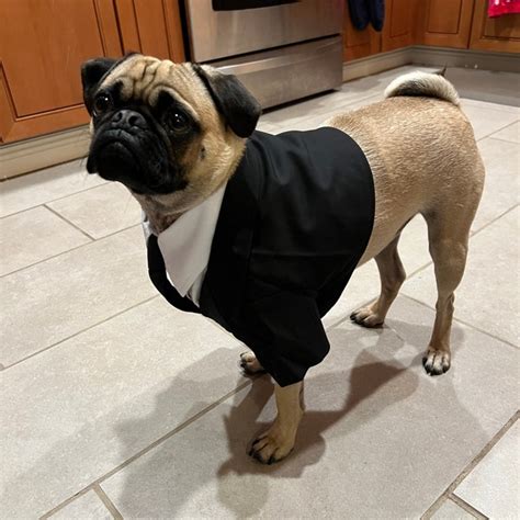 Tailor Made Black Suit Crop Black Suit And Tie Frank The Pug Men