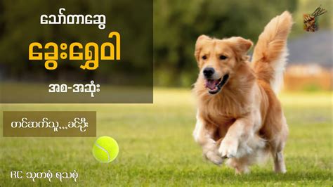 ခွေးရွှေဝါအစ အဆုံး သော်တာဆွေ တင်ဆက်သူ ခင်ဦး Youtube