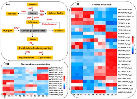 Integrative Metabolomic And Transcriptomic Landscape During Akebia