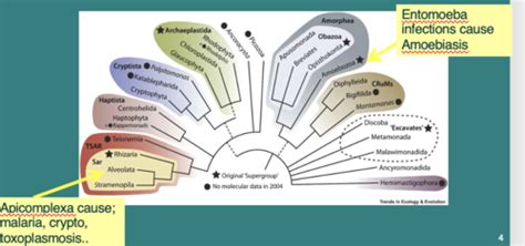 Microbiology Lecture 18 Protists Flashcards Quizlet