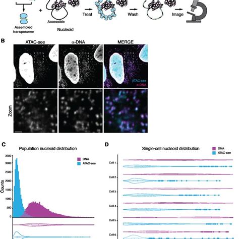 Fig S3 Comparison Of Atac See Conditions And Image Analysis Pipeline