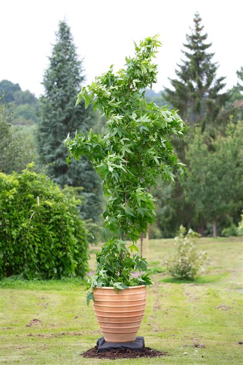 A Comprehensive Guide To Root Pruning Trees Frank P Matthews