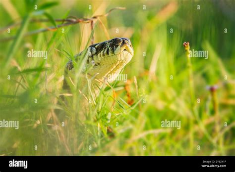 Carpet Pythons Are Large Non Venomous Snakes Native To Australia And