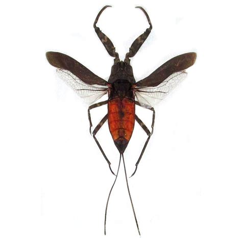 Bicbugs Nepa Rubra Red Toe Biter Malaysia Insects Butterfly House