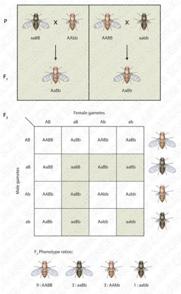 Genetics Phenotype Ratios From The Collection Of Guild Of Natural
