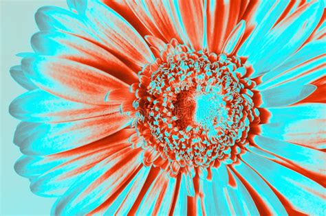 Stylized Gerbera Flower With Cyan And Red Duotone Digital Color