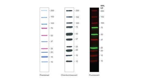 Western Blotting Protein Standards Bio Rad