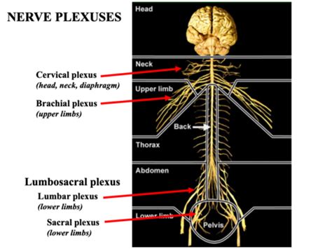 Plexus And Peripheral Nerves Flashcards Quizlet