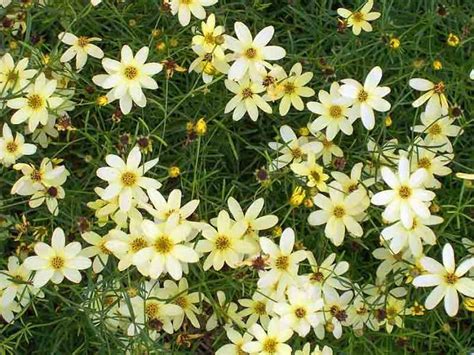 Coreopsis Verticillata Moonbeam Threadleaf Coreopsis