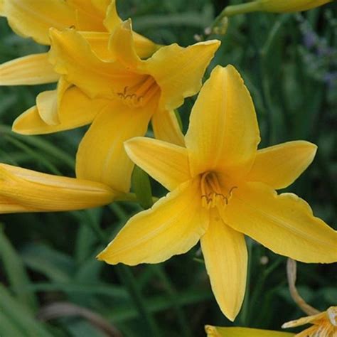 Jual Bisa Cod Tanaman Hias Liliday Bunga Kuning Bunga Hias Lilyday Kuning Tanaman Hidup