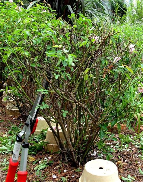 September Is The Time For Fall Rose Pruning Pruning Knockout Roses Rose Care Prune