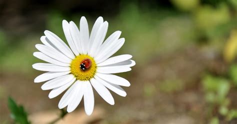 Un Certain Regard Vaca Domnului Vacariu