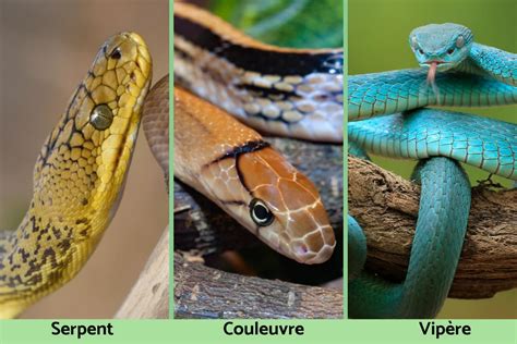 Différence Entre Serpent Couleuvre Et Vipère