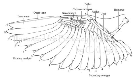 Bird Wing Anatomy And Design Crow Wing Diagram