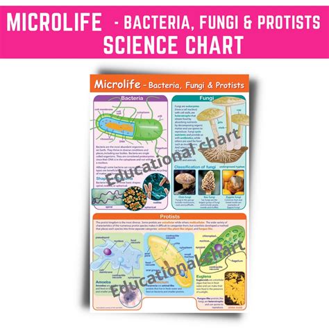 Microlife Bacteria Fungi And Protists Posters Charts I All About Science