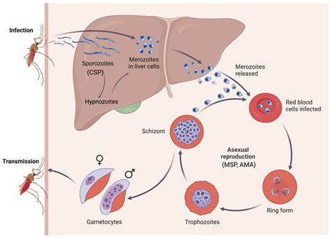 plasmodium vivax
