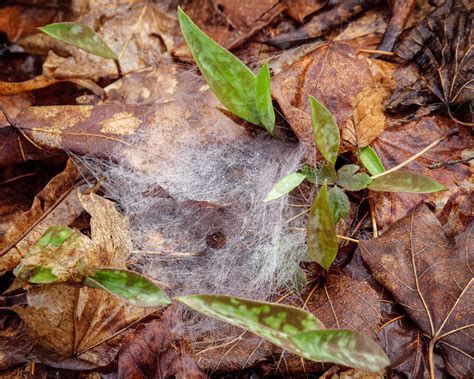 Spider Webs Discussions Nature Photographers Network