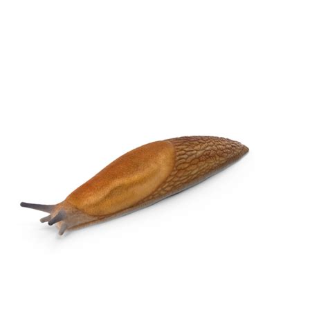 Dusky Arion Slug 3d Object 2299343221 Shutterstock