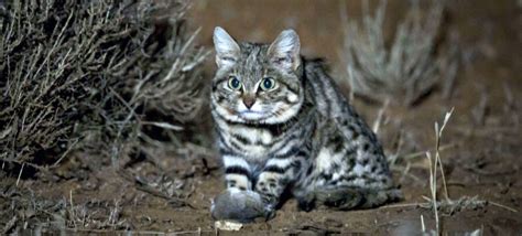 Black Footed Cat Archives Critter Science