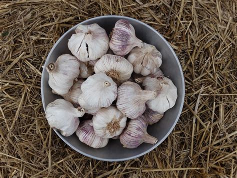 Ail Sec Violet 200 G Ferme Rongo Locavorfr